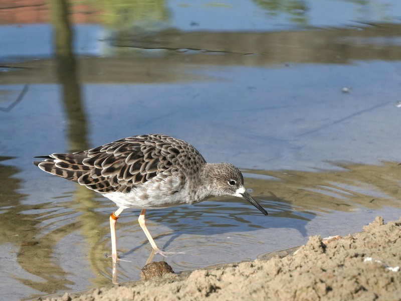 Birds of Qatar: The Complete List - Flora Fauna Fun