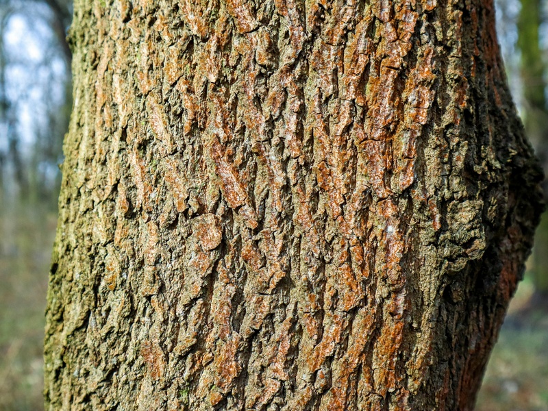 Savanna Trees: The Complete List - Flora Fauna Fun