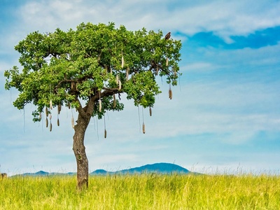 List of African Savanna Trees - Flora Fauna Fun