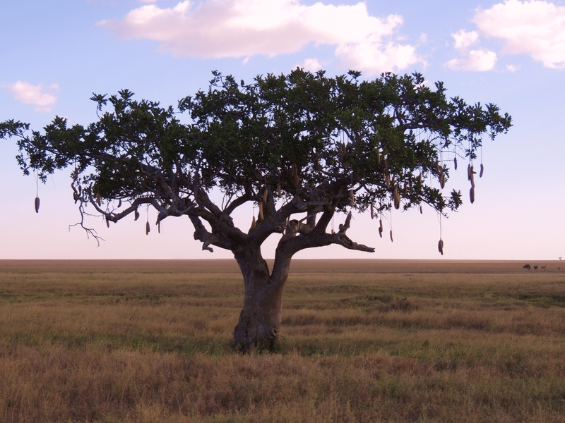 Savanna Trees: The Complete List - Flora Fauna Fun