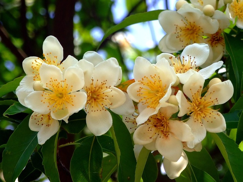 List of Myanmar Native Plants - Flora Fauna Fun