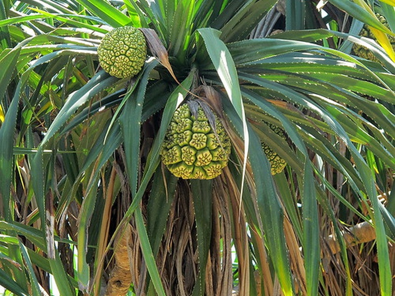 List of Myanmar Native Plants - Flora Fauna Fun