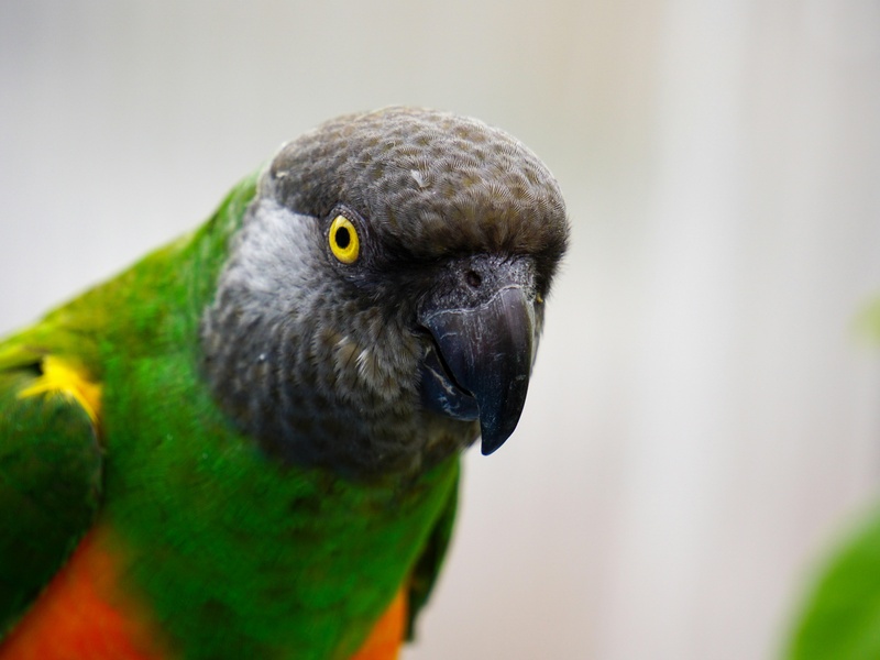 List of Togo's Native Animals - Flora Fauna Fun