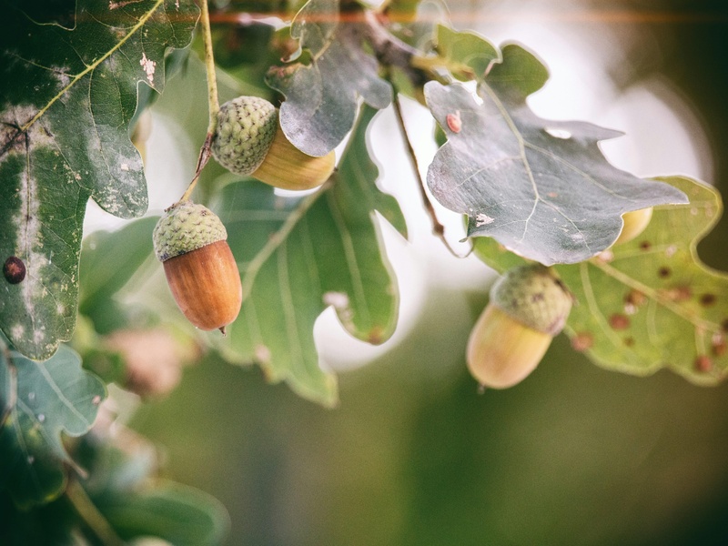 Albania's Native Plants: The Complete List - Flora Fauna Fun