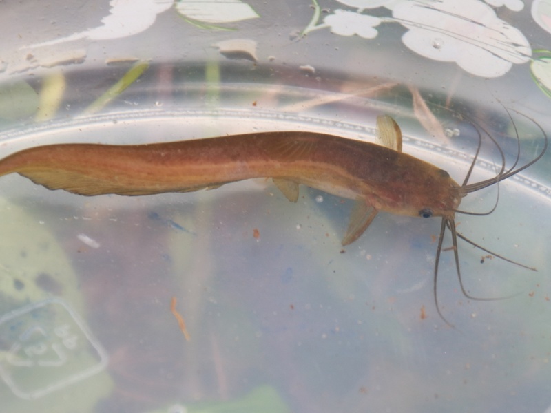 Fish of Bangladesh: The Complete List - Flora Fauna Fun