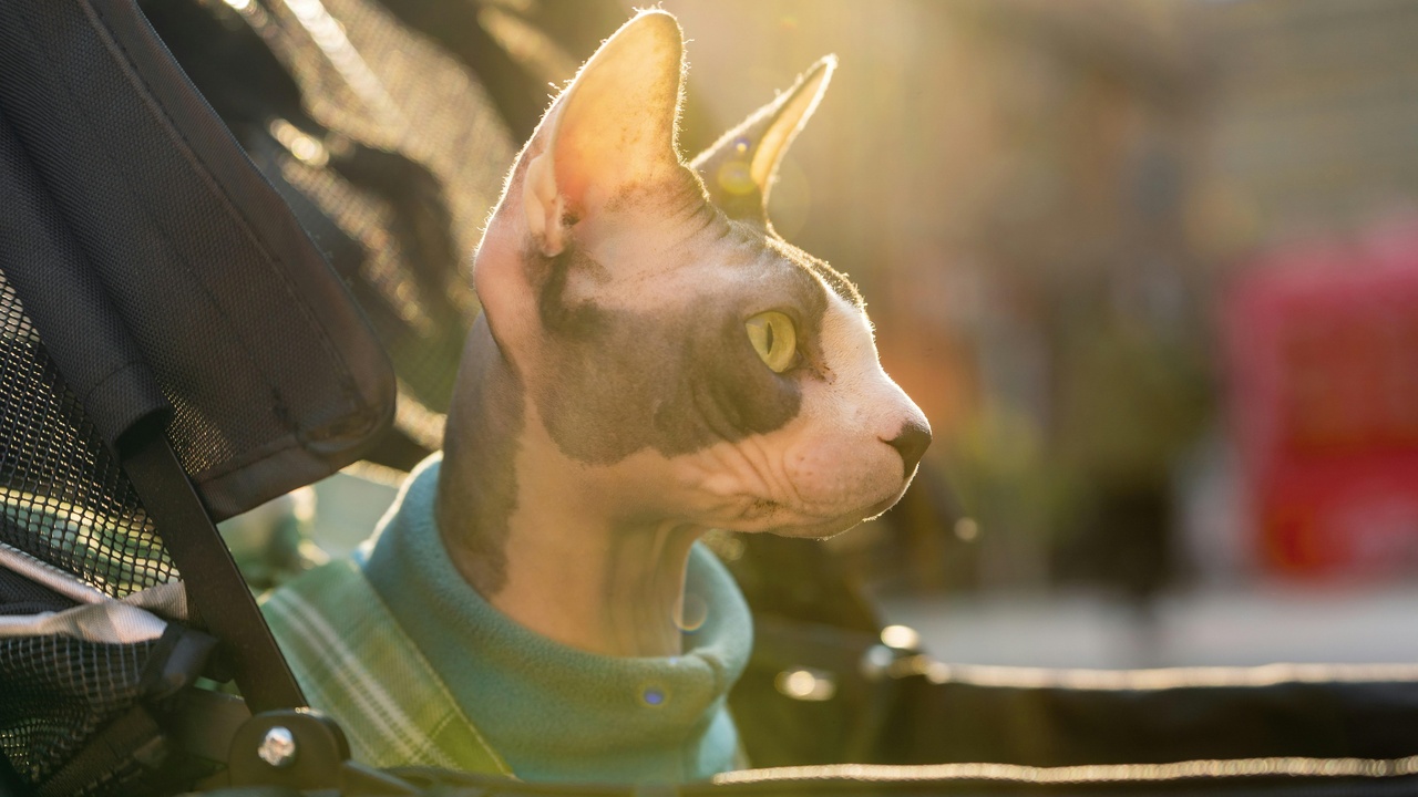 Top 10 Cat Breeds for Warm Climates - Flora Fauna Fun