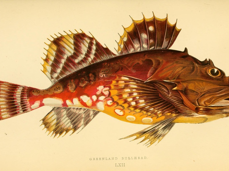The Complete List of Arctic Sea Creatures - Flora Fauna Fun