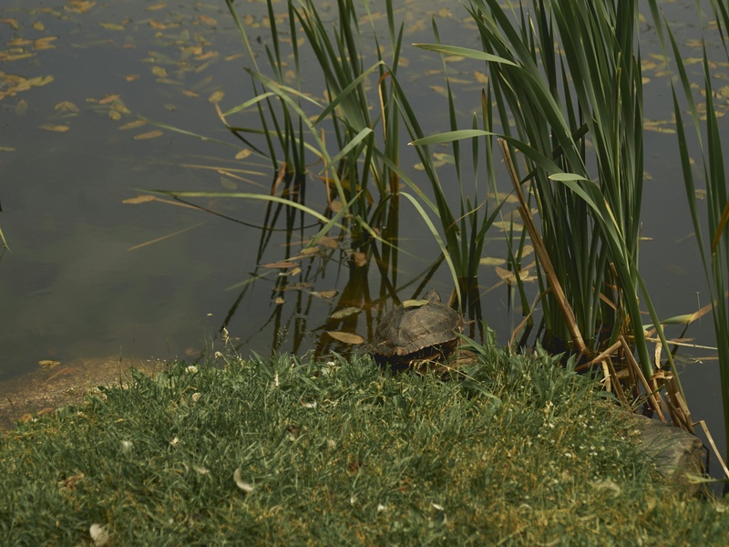 The Complete List of Animals Only Found in Italy - Flora Fauna Fun