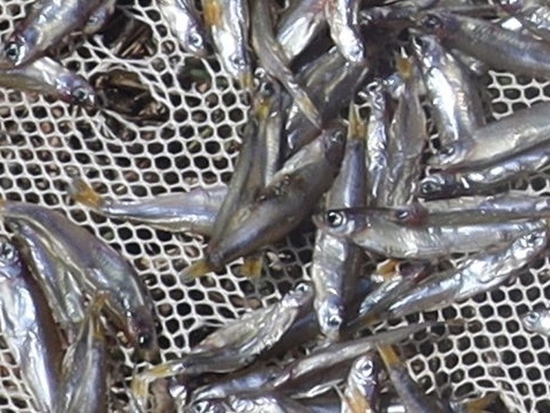Fish of Kenya: The Complete List - Flora Fauna Fun