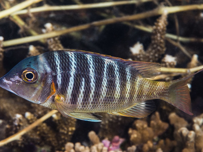 Fish of Kenya: The Complete List - Flora Fauna Fun