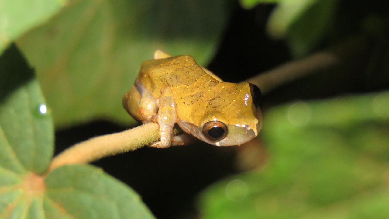 12 Examples of the Spectacular Fauna of Bolivia - Flora Fauna Fun