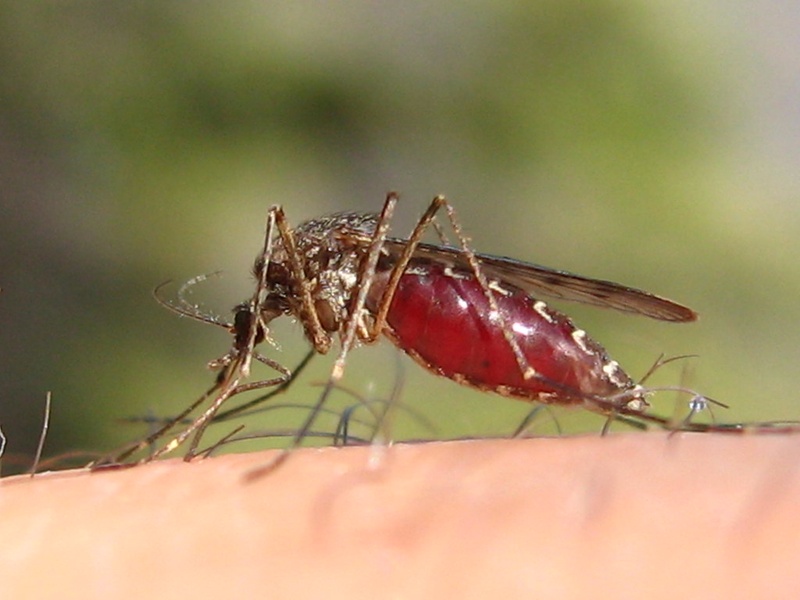 List of Arctic Insects - Flora Fauna Fun