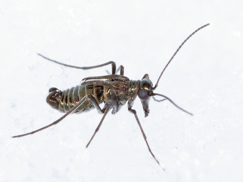 List of Arctic Insects - Flora Fauna Fun