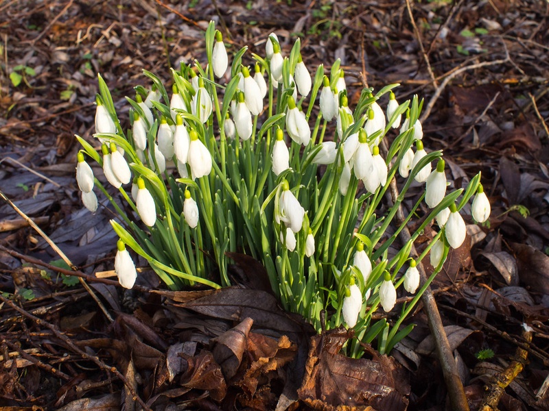 Flowers of Austria: The Complete List - Flora Fauna Fun
