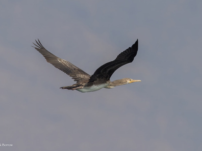 Birds of Qatar: The Complete List - Flora Fauna Fun