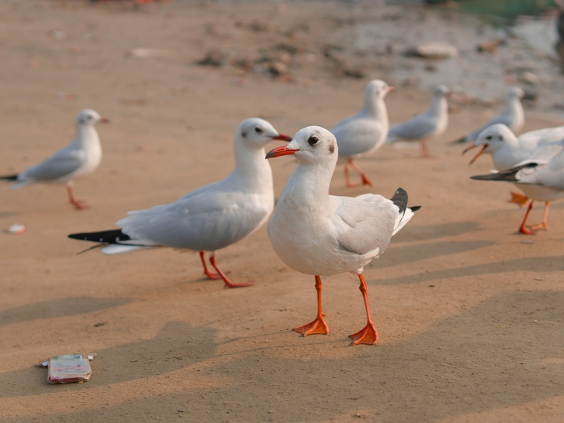 Birds of Qatar: The Complete List - Flora Fauna Fun