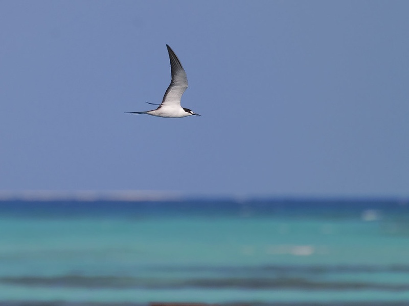 List of Tonga's Native Animals - Flora Fauna Fun