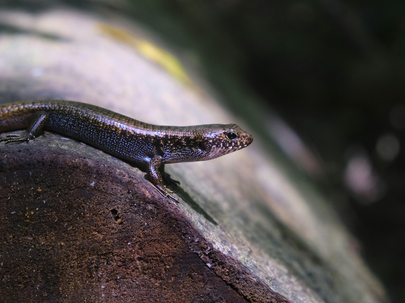 The Complete List of Animals Only Found in Italy - Flora Fauna Fun