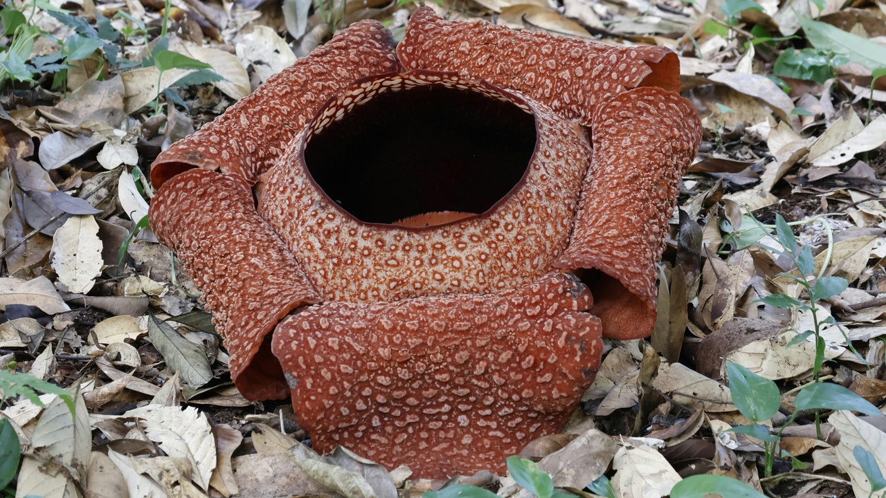 15 Examples of the Tropical Flora of Indonesia - Flora Fauna Fun