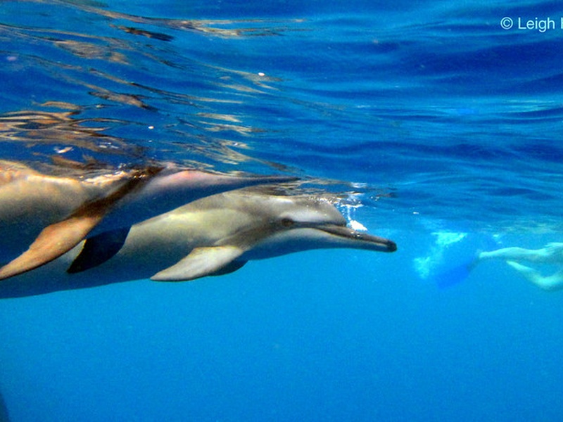 Animals of Mauritius: The Complete List - Flora Fauna Fun