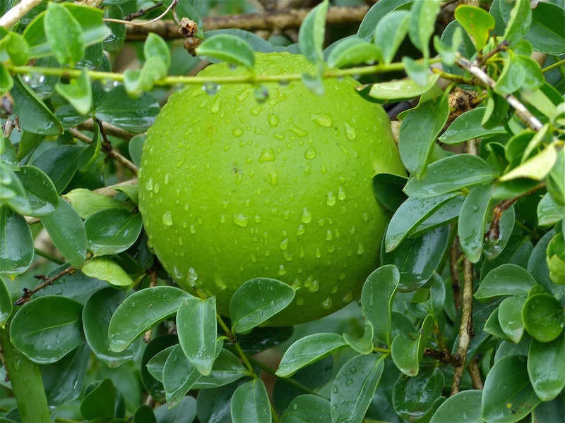 List of Plants of Mozambique - Flora Fauna Fun