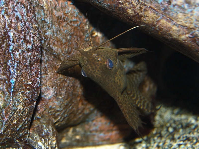 Fish of Kenya: The Complete List - Flora Fauna Fun