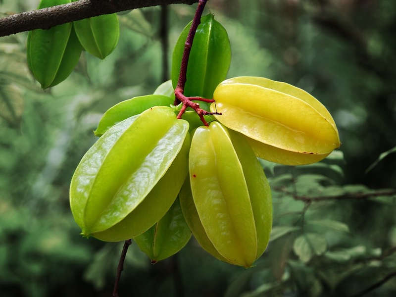 Fruits of Guyana: The Complete List - Flora Fauna Fun