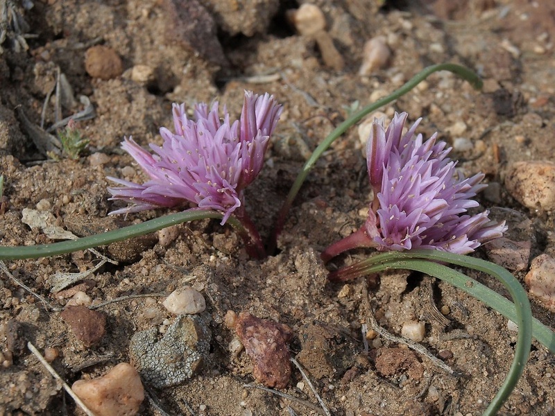 List of Eurasian Steppe Plants - Flora Fauna Fun