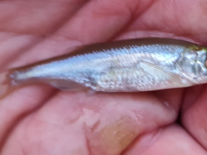 Fish of Switzerland: The Complete List - Flora Fauna Fun
