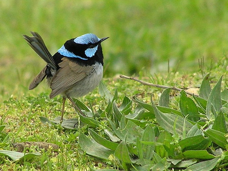 Colorful Birds: The Complete List - Flora Fauna Fun