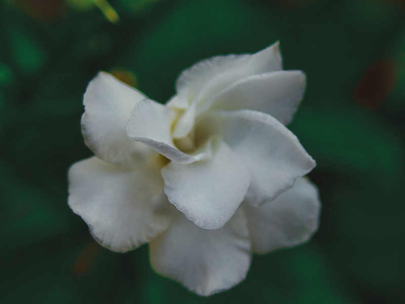 List of Flowers of the Solomon Islands - Flora Fauna Fun