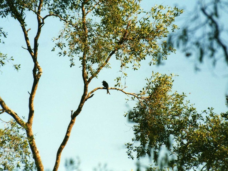 The Complete List of Trees of Barbados - Flora Fauna Fun