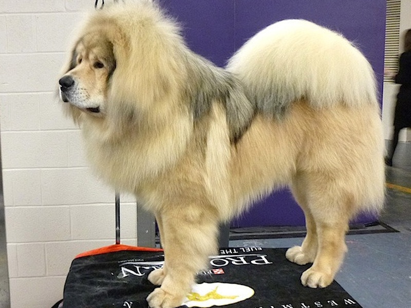 Rare Large Dog Breeds: The Complete List - Flora Fauna Fun
