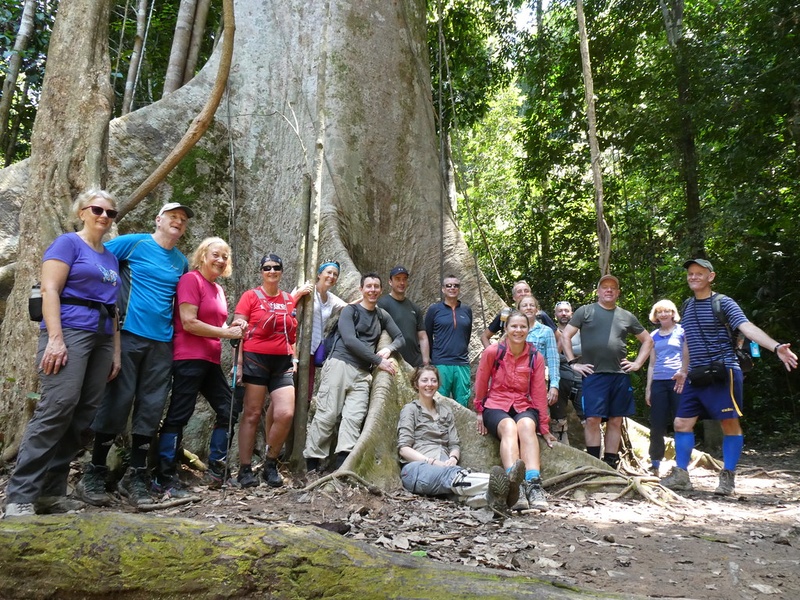 List of Rainforest Canopy Plants - Flora Fauna Fun