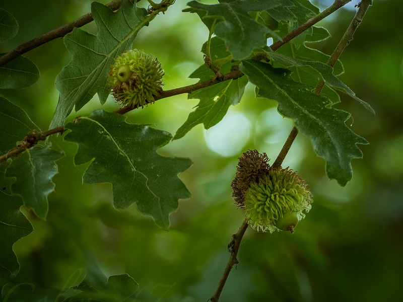 Albania's Native Plants: The Complete List - Flora Fauna Fun