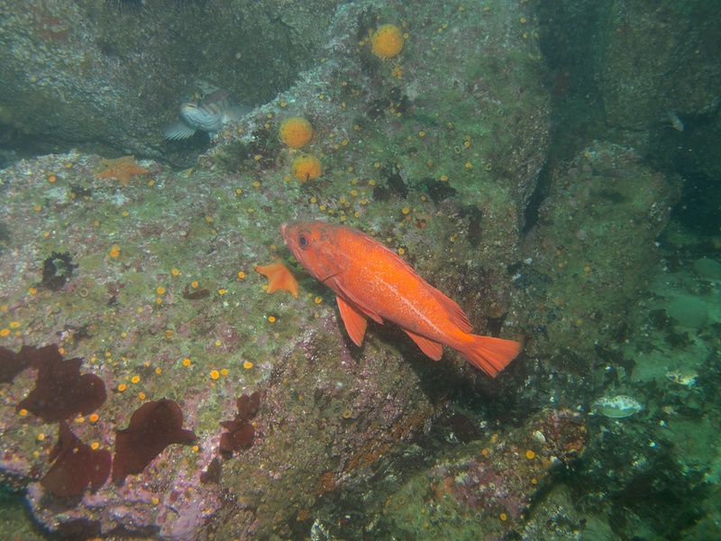 Red Fish: The Complete List - Flora Fauna Fun