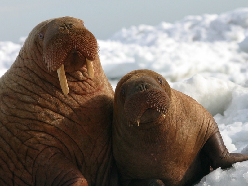 The Complete List of Arctic Sea Creatures - Flora Fauna Fun