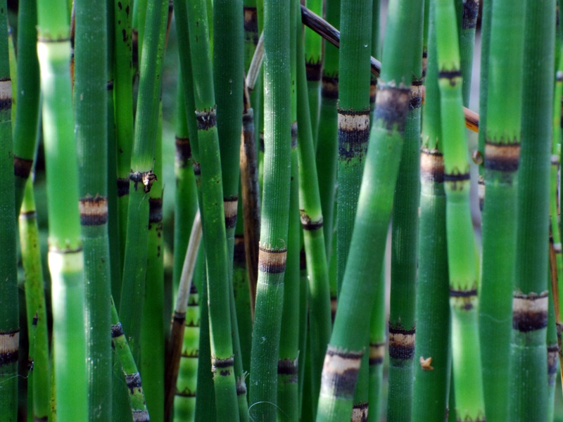 Plants Of Finland: The Complete List - Flora Fauna Fun