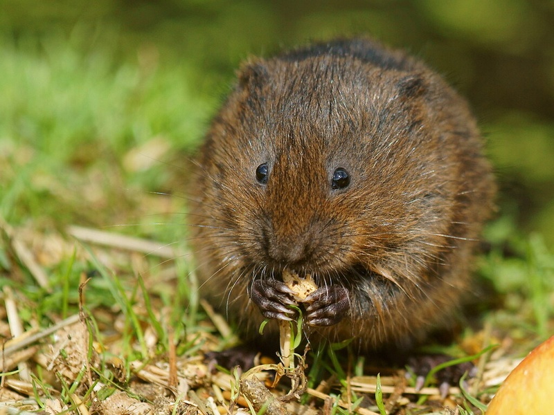 The Complete List of Mammals of Romania - Flora Fauna Fun