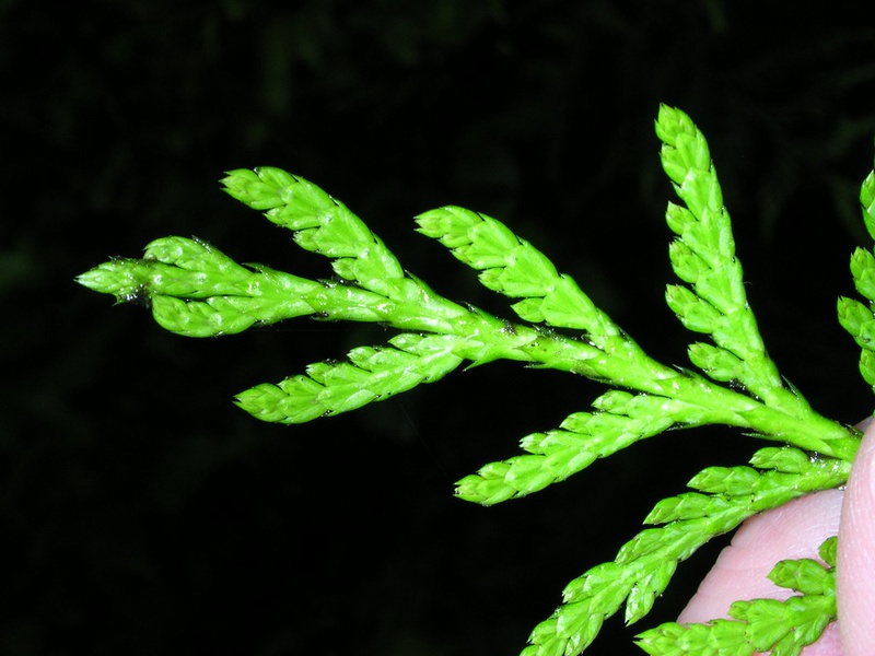 List of Rainforest Flora - Flora Fauna Fun