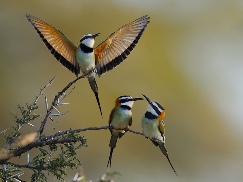 List of Togo's Native Animals - Flora Fauna Fun