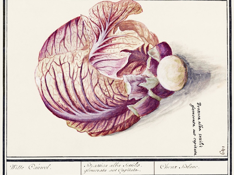 The Complete List of White Vegetables - Flora Fauna Fun