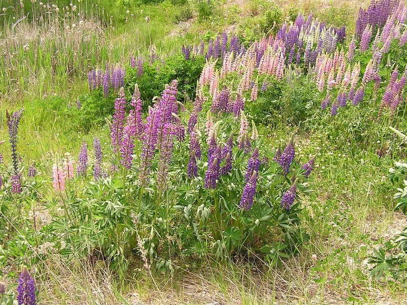 List of Wildflower Examples - Flora Fauna Fun