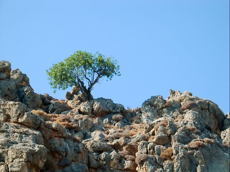 Albania's Native Plants: The Complete List - Flora Fauna Fun
