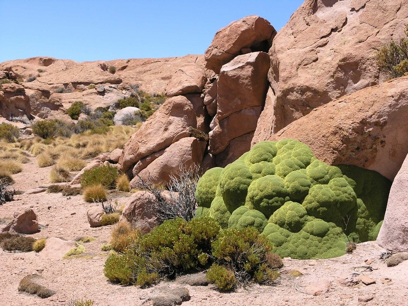 List of Chile's Native Plants - Flora Fauna Fun