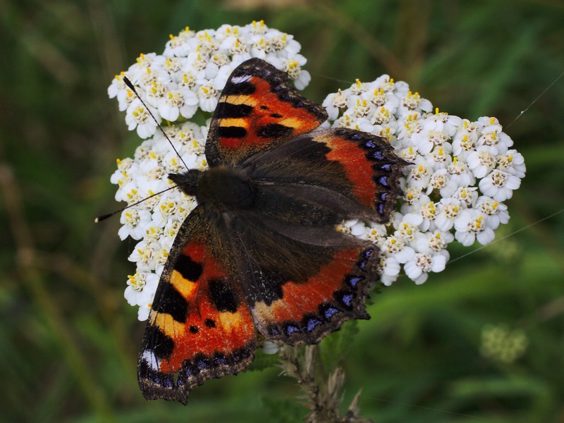 List of Eurasian Steppe Plants - Flora Fauna Fun