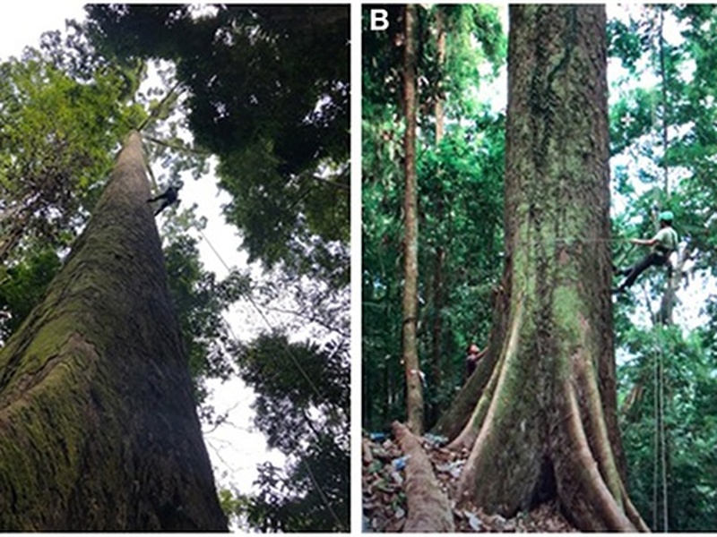List of Rainforest Canopy Plants - Flora Fauna Fun