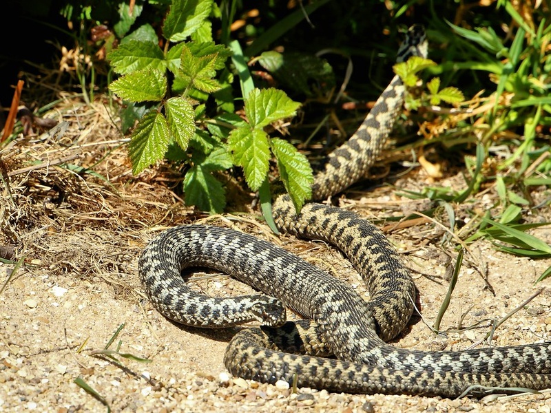 List of Scotland's Native Animals - Flora Fauna Fun