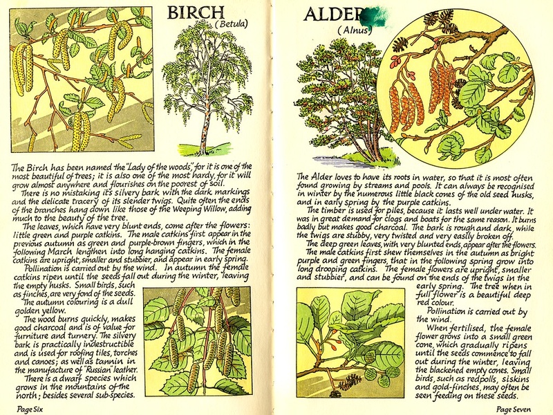 Trees of Scotland: The Complete List - Flora Fauna Fun