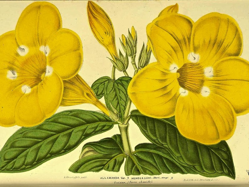Plants Of Barbados: The Complete List - Flora Fauna Fun